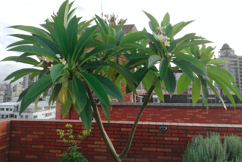 臺灣低海拔常見植物 - 2 （Common Plant Species In Low-Altitude-environment Of ...